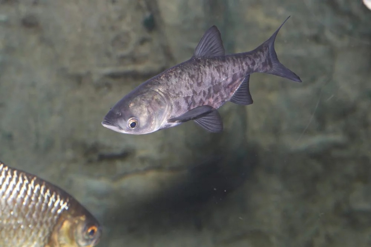 Hypophthalmichthys nobilis (Richardson, 1845)